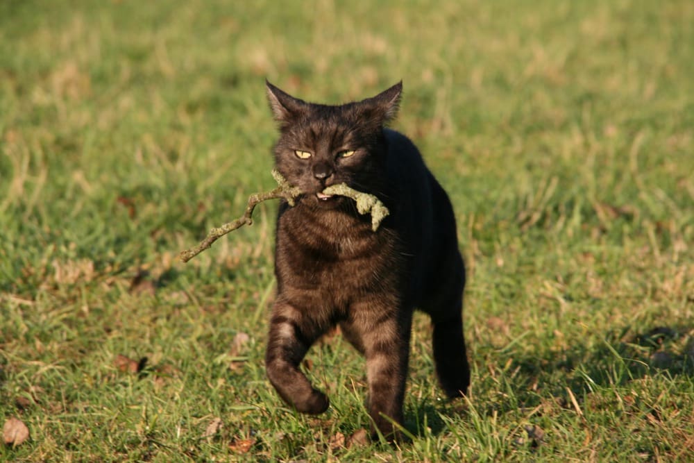 Working Cats Project | Winchester Area SPCA