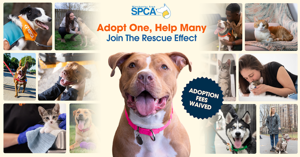 ASPCA The Rescue Effect Adoption Event | Winchester Area SPCA